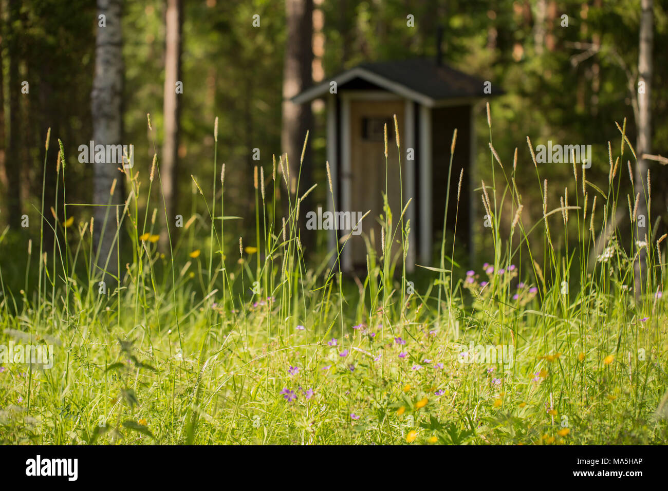 Pink hay meadow flower hi-res stock photography and images - Alamy