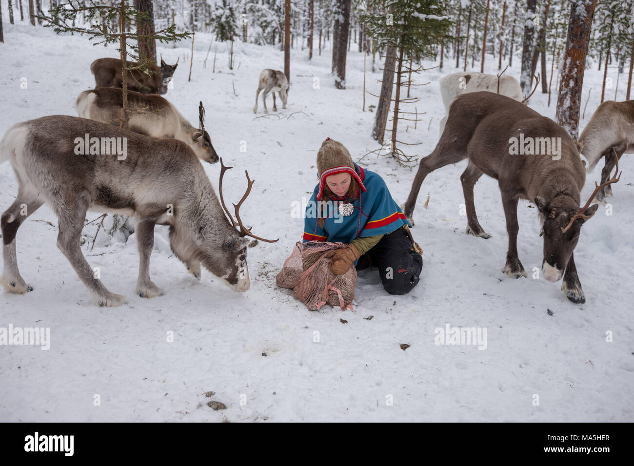 Feeding Reindeer on a Sami Farm Stock Photo - Alamy