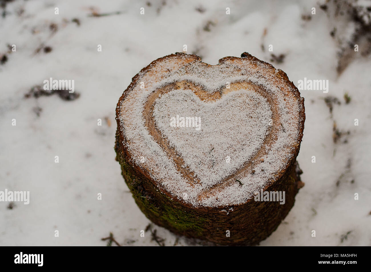 Heart in snow on a tree stump, Harz National Park, Germany Stock Photo ...