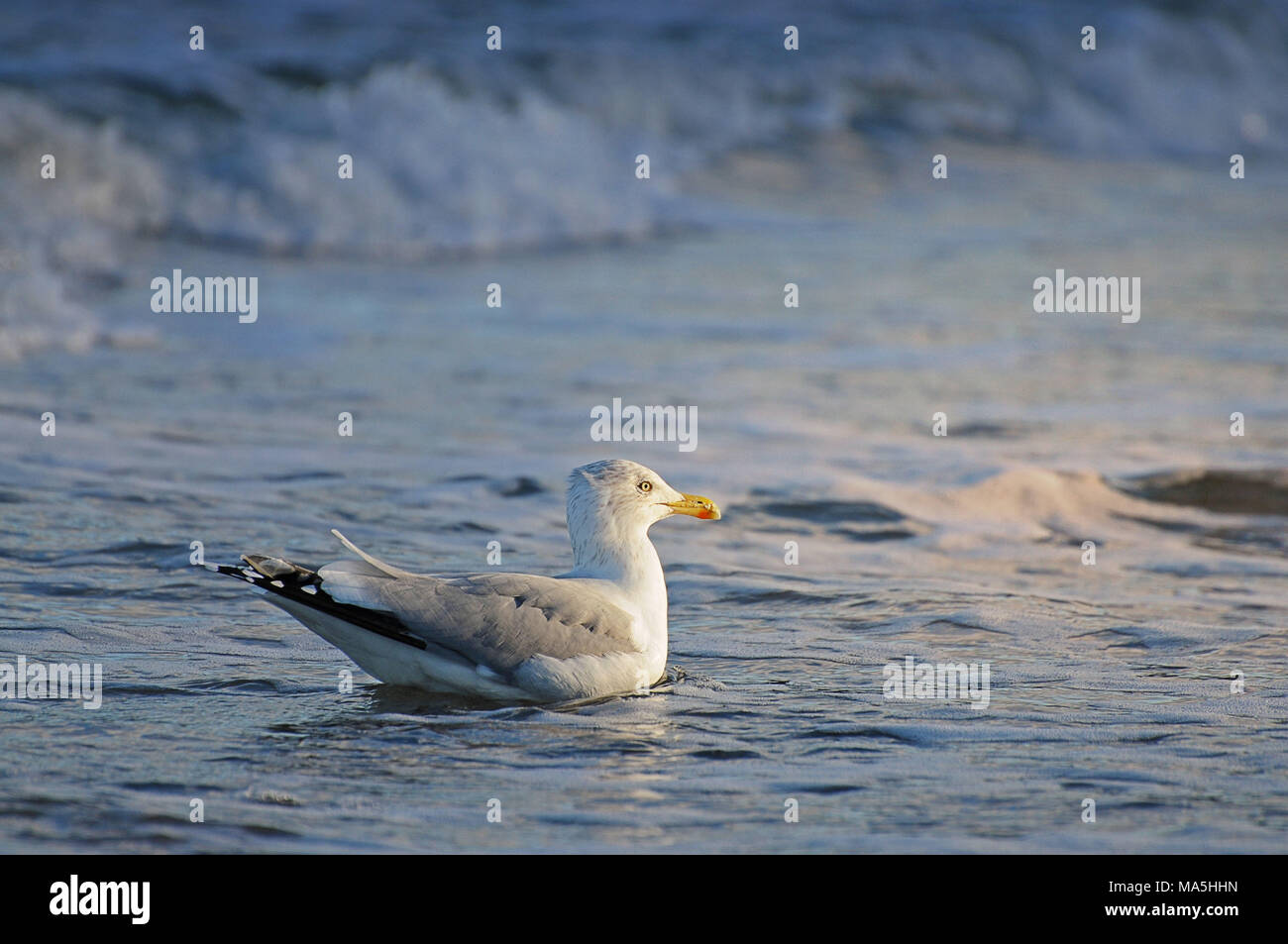 Seagull at Baltic Sea, Rügen, Germany Stock Photo - Alamy
