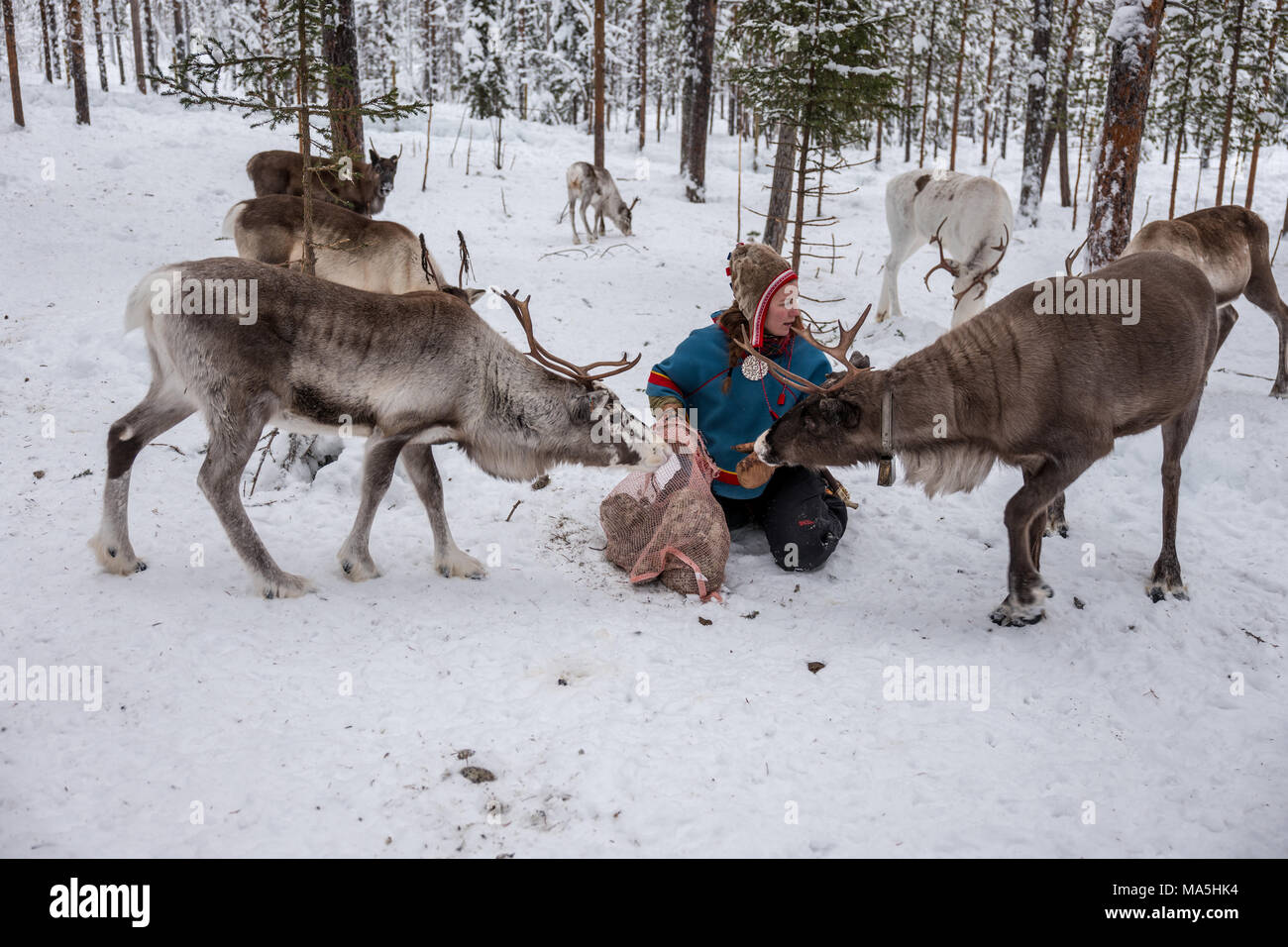 Feeding Reindeer on a Sami Farm Stock Photo - Alamy