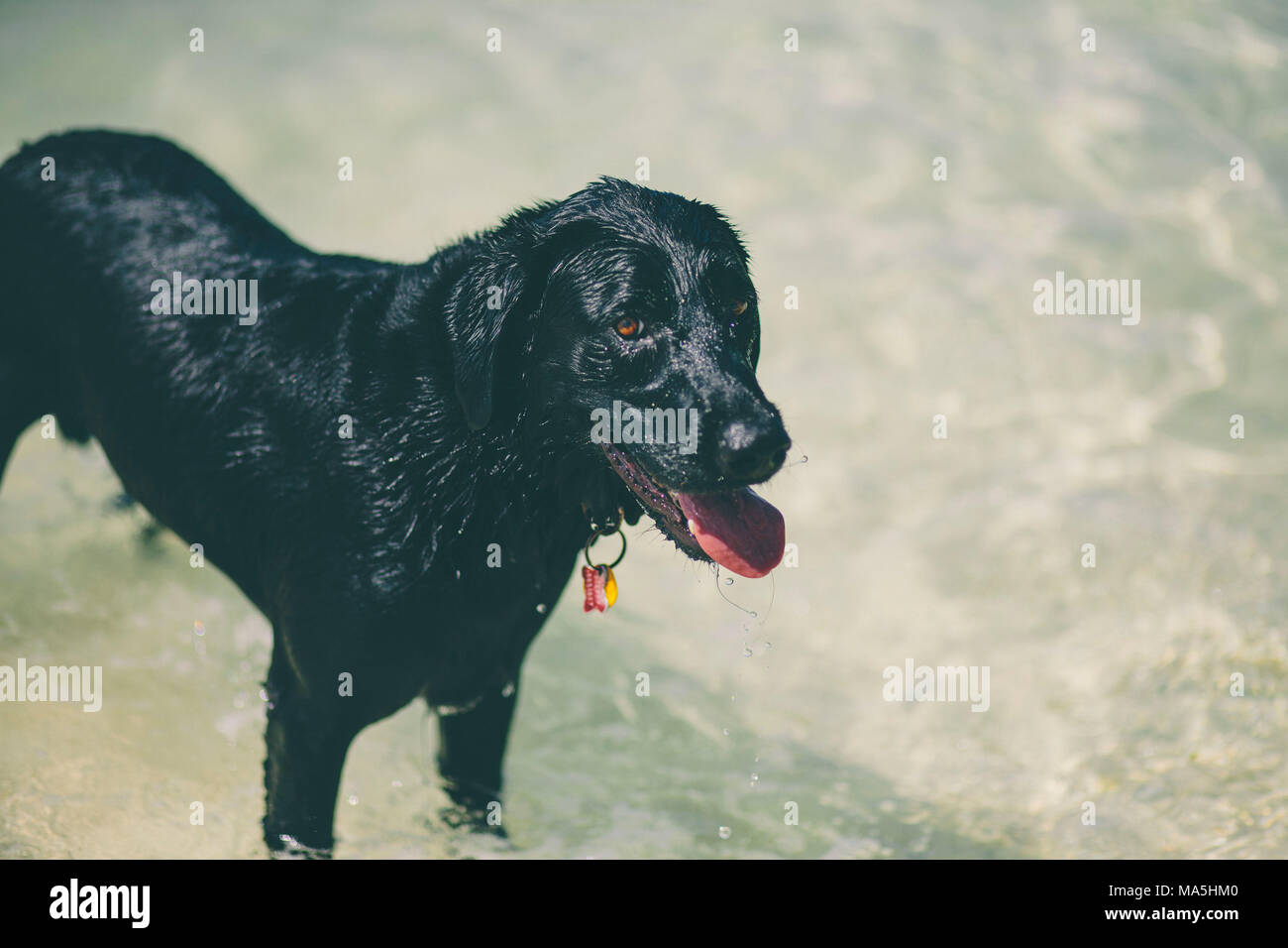 dog on deep turquoise ocean from aruba, dutch caribbean, netherland ...