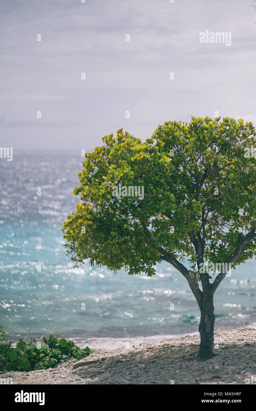 green tree on the caribbean beach Stock Photo - Alamy