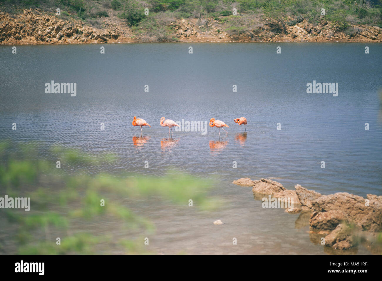 Bonaire flamingo sanctuary hi-res stock photography and images - Alamy