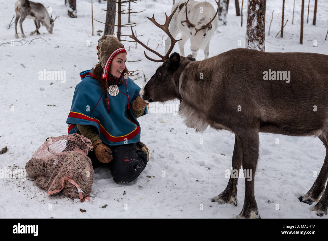 Feeding Reindeer on a Sami Farm Stock Photo - Alamy