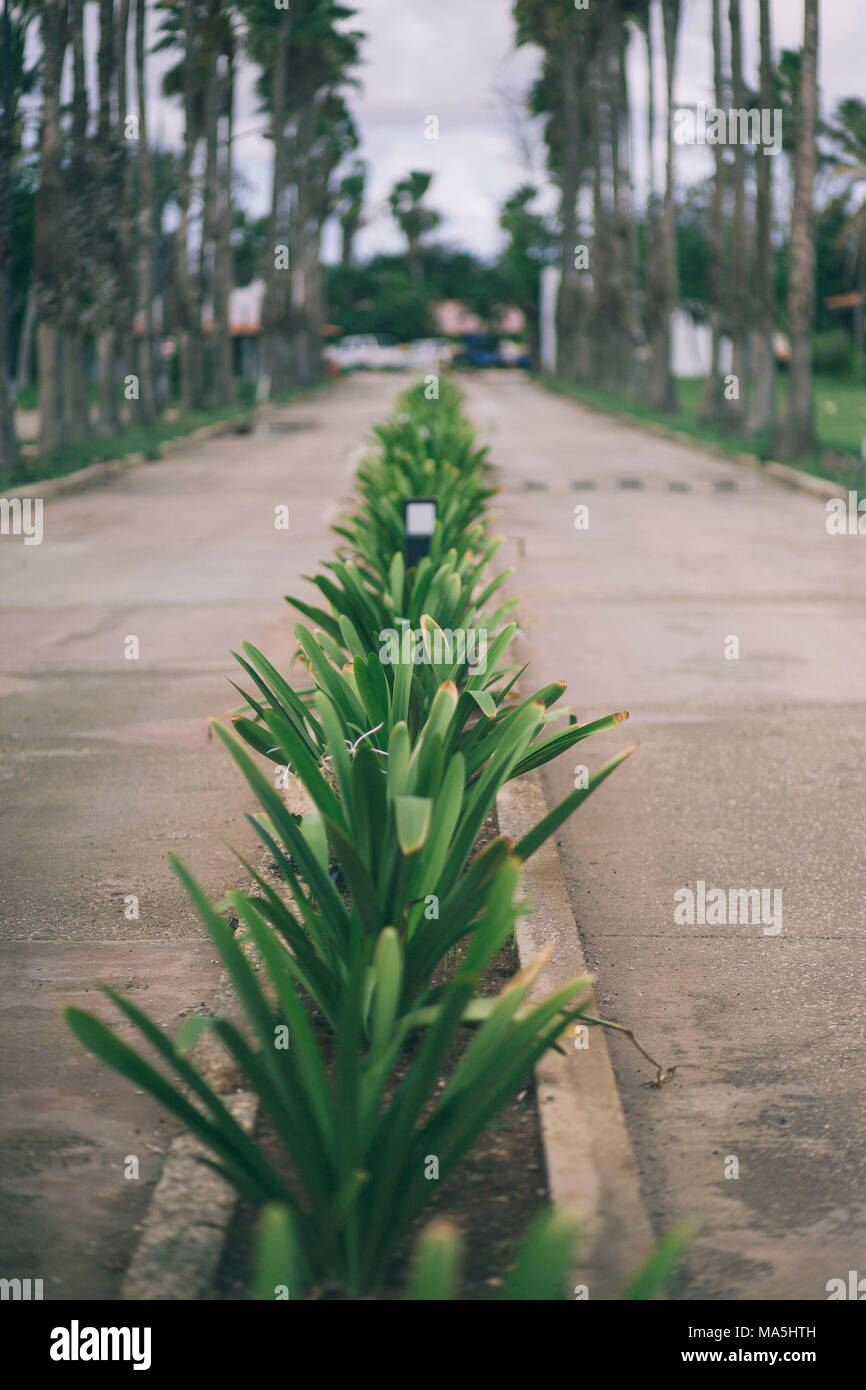 Palm way hi-res stock photography and images - Alamy