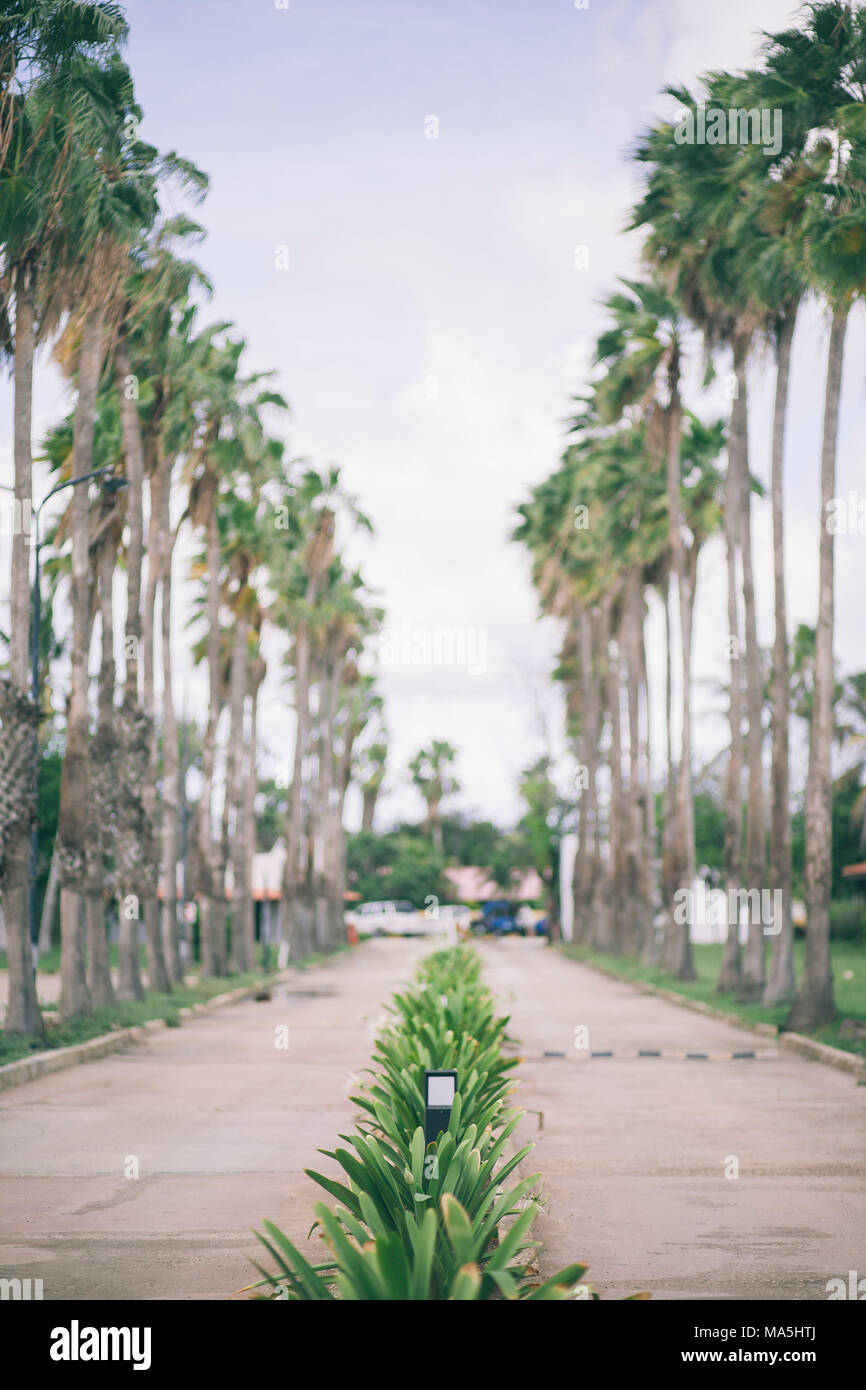Palm way hi-res stock photography and images - Alamy