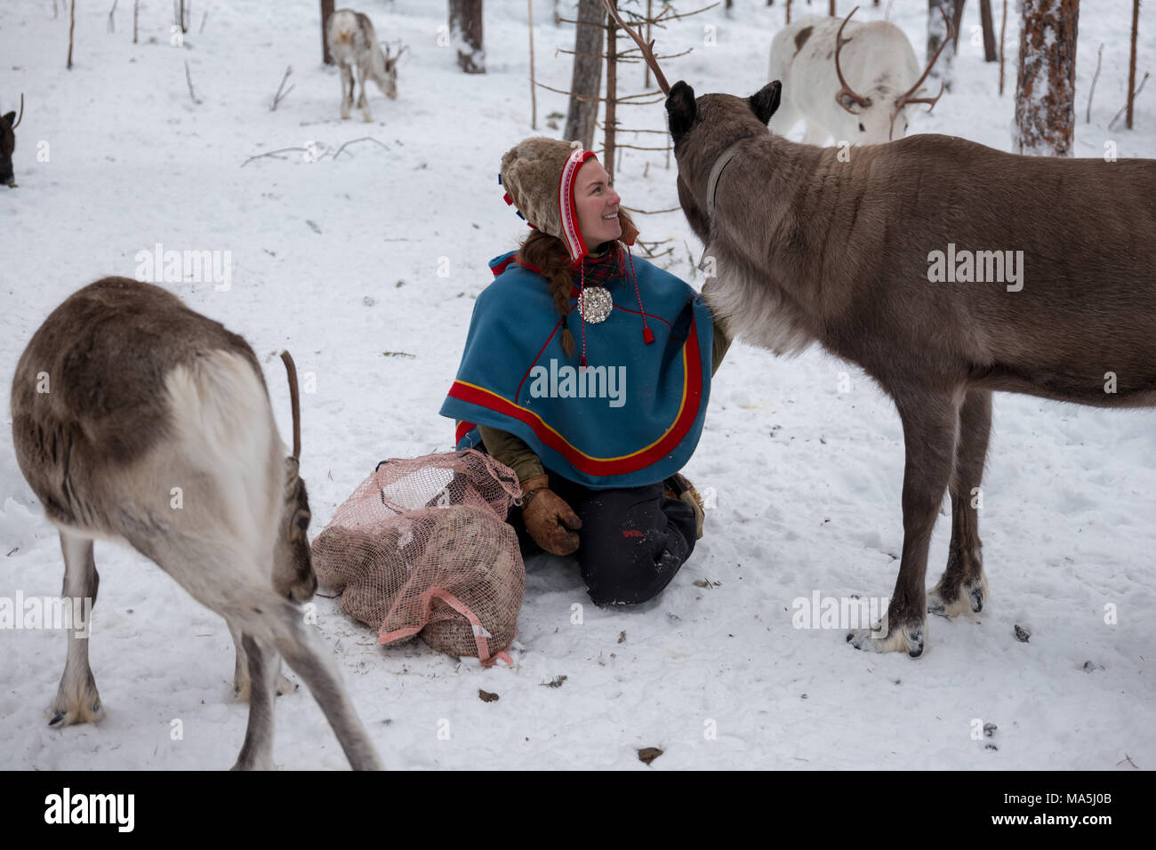 Feeding Reindeer on a Sami Farm Stock Photo - Alamy