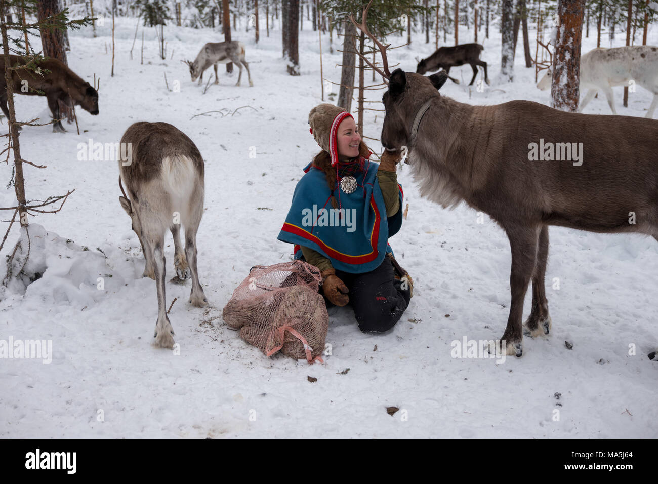 Feeding Reindeer on a Sami Farm Stock Photo - Alamy