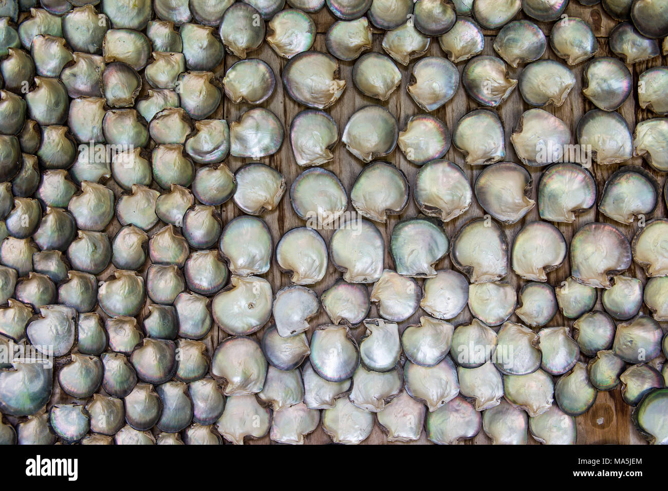 Wall of shells, Moorea, French Polynesia Stock Photo - Alamy