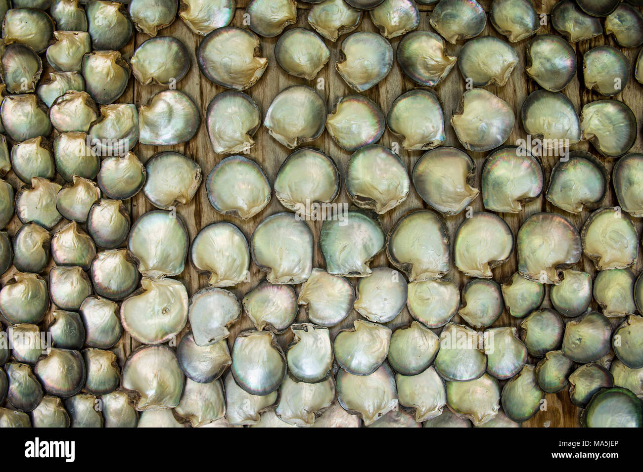 Wall of shells, Moorea, French Polynesia Stock Photo - Alamy