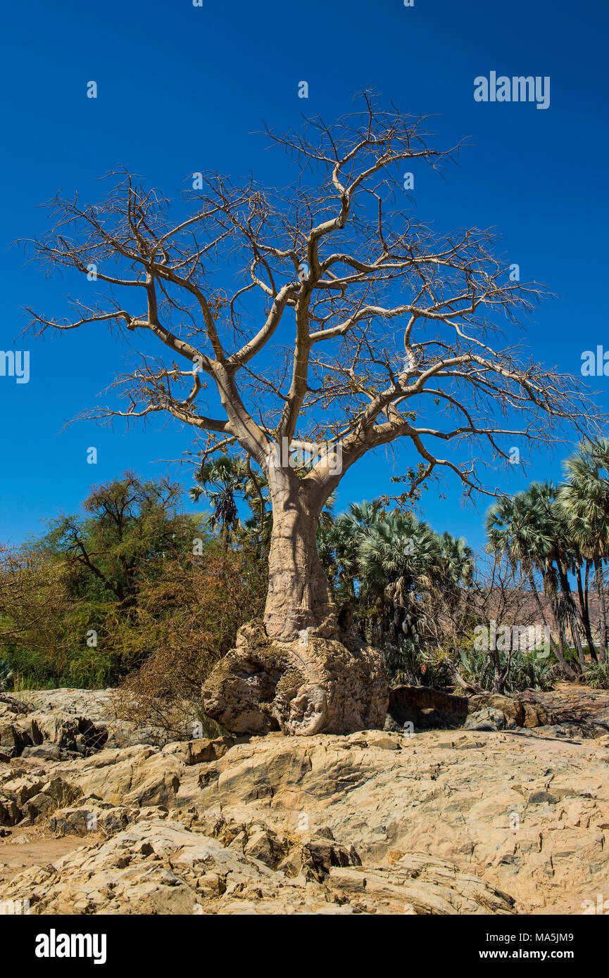 Namibia africa baobab tree hi-res stock photography and images - Alamy