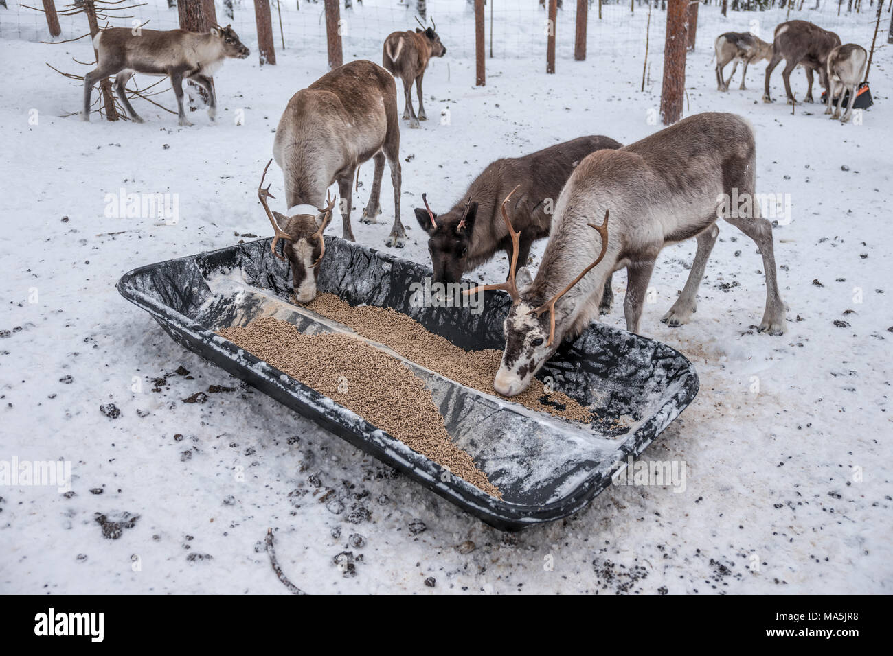 Feeding Reindeer on a Sami Farm Stock Photo - Alamy