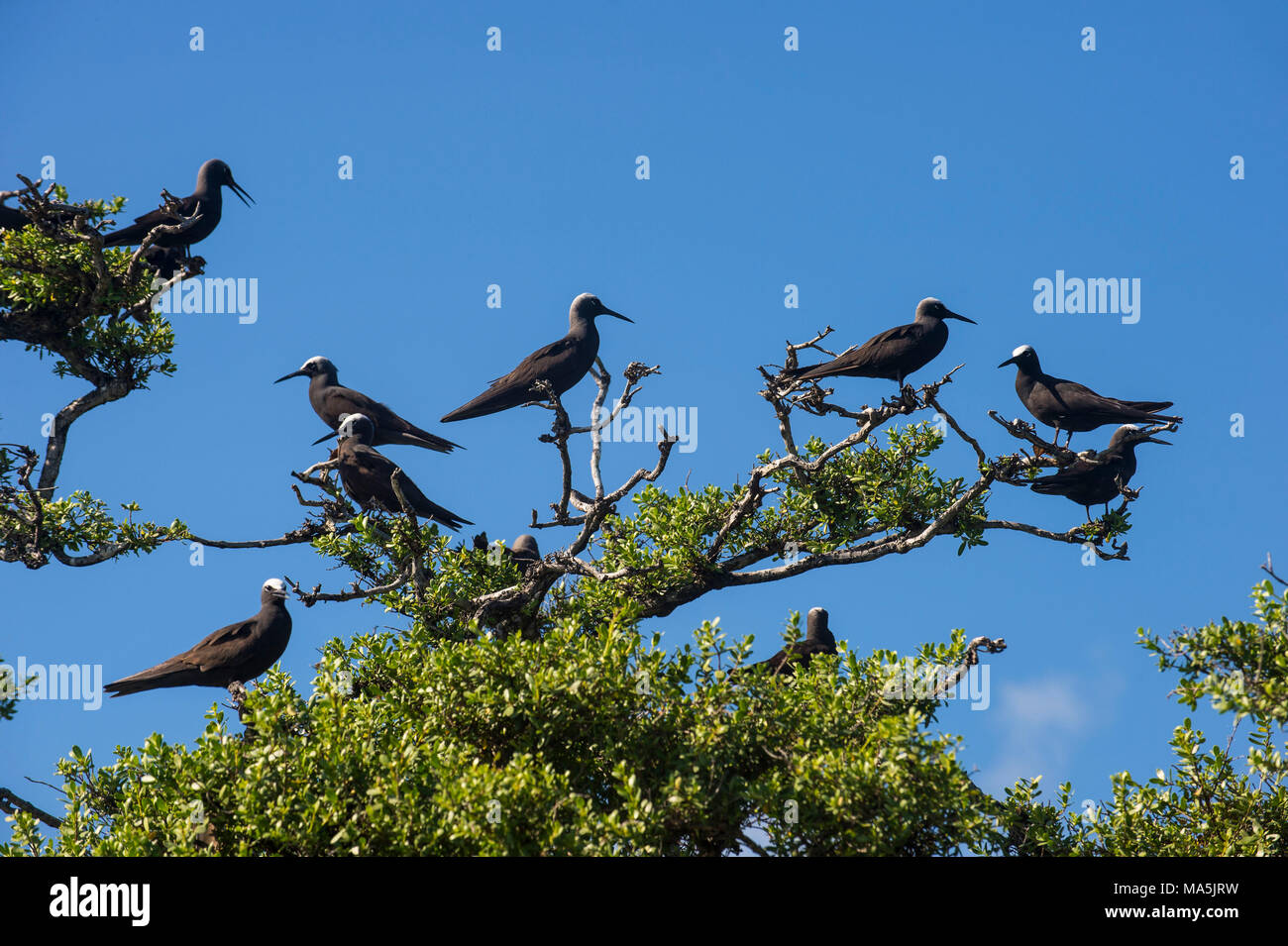 Tuamotus islands hi-res stock photography and images - Alamy
