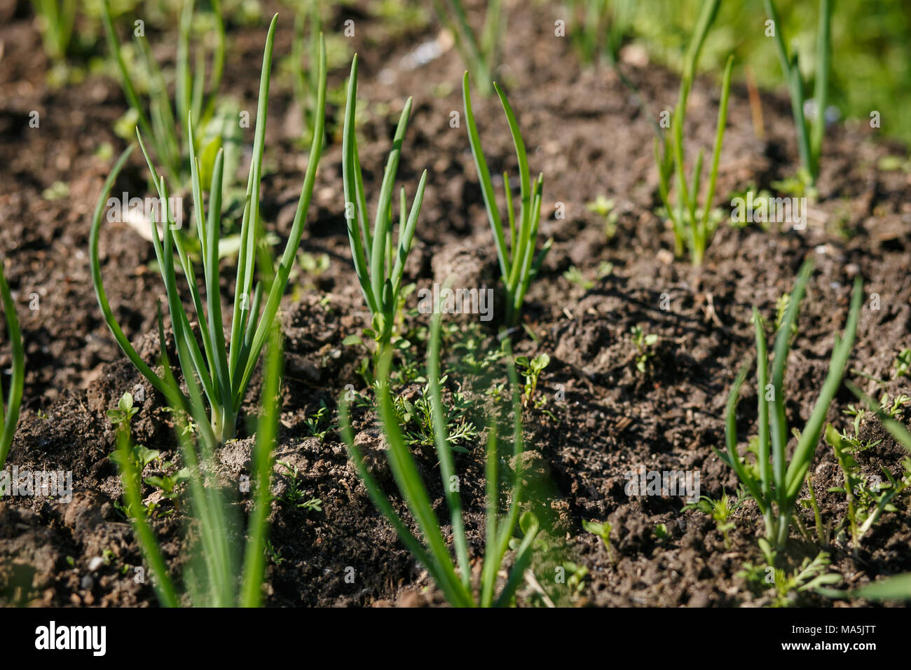 Vegetable Planting onion. Onion with weeds Stock Photo - Alamy