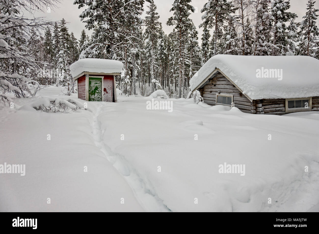 Feeding Reindeer at Sami Farm Stock Photo - Alamy