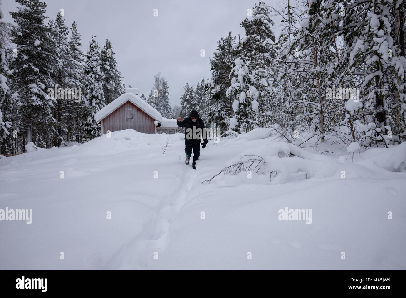 Feeding Reindeer at Sami Farm Stock Photo - Alamy