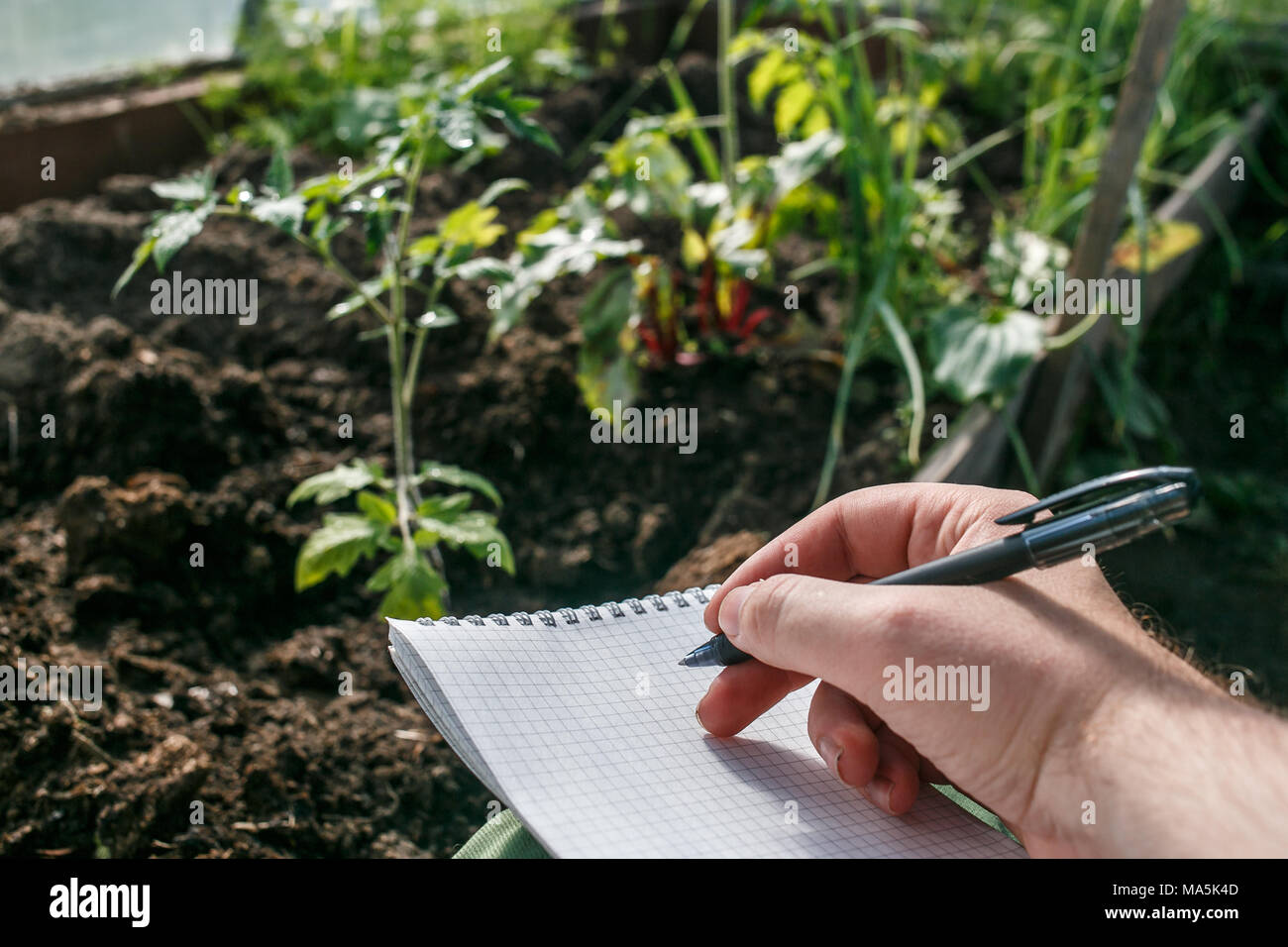 Closeup hands of greenhouse worker taking notes in seedlings in ...