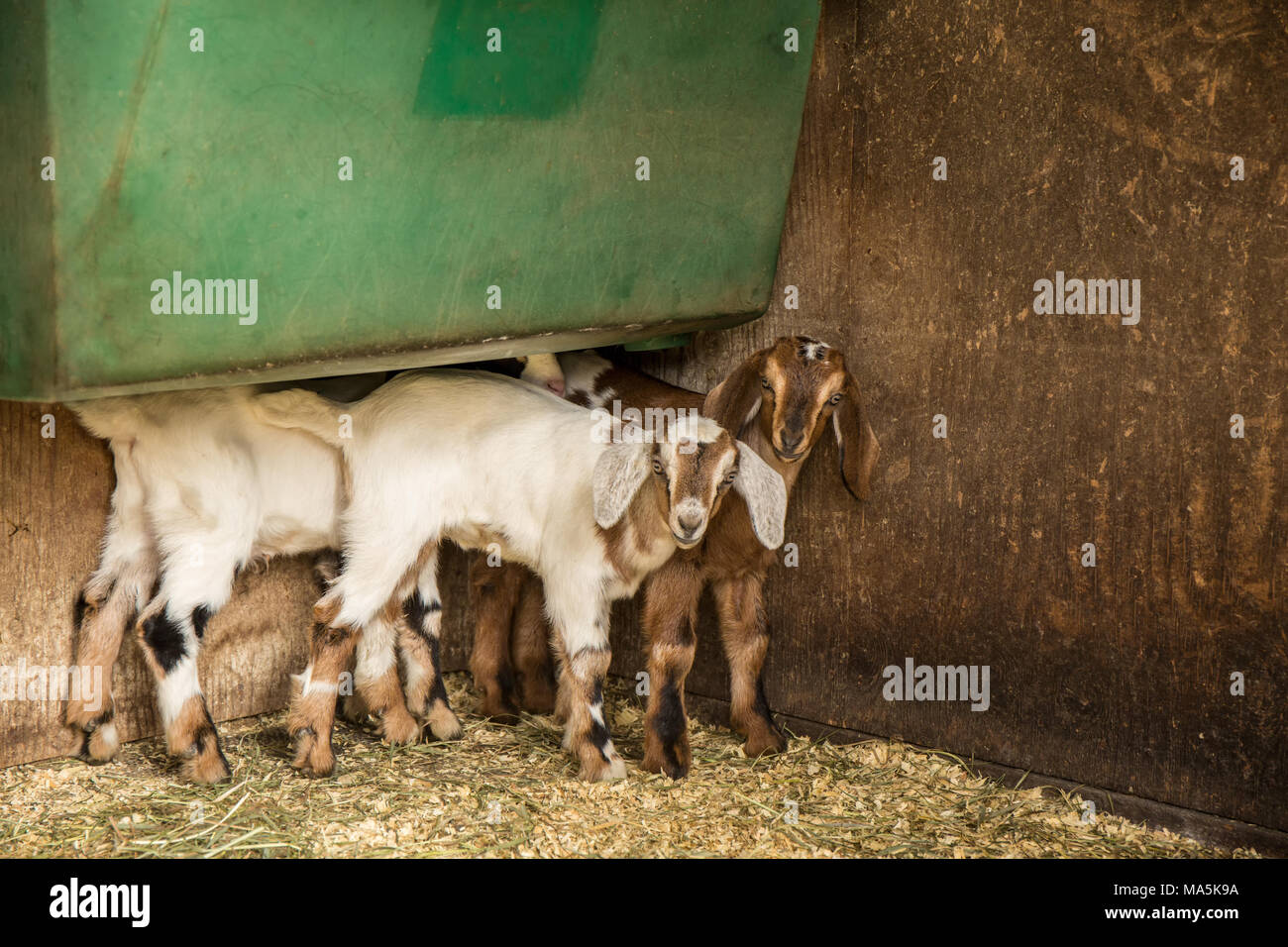 Three goats together hi-res stock photography and images - Alamy