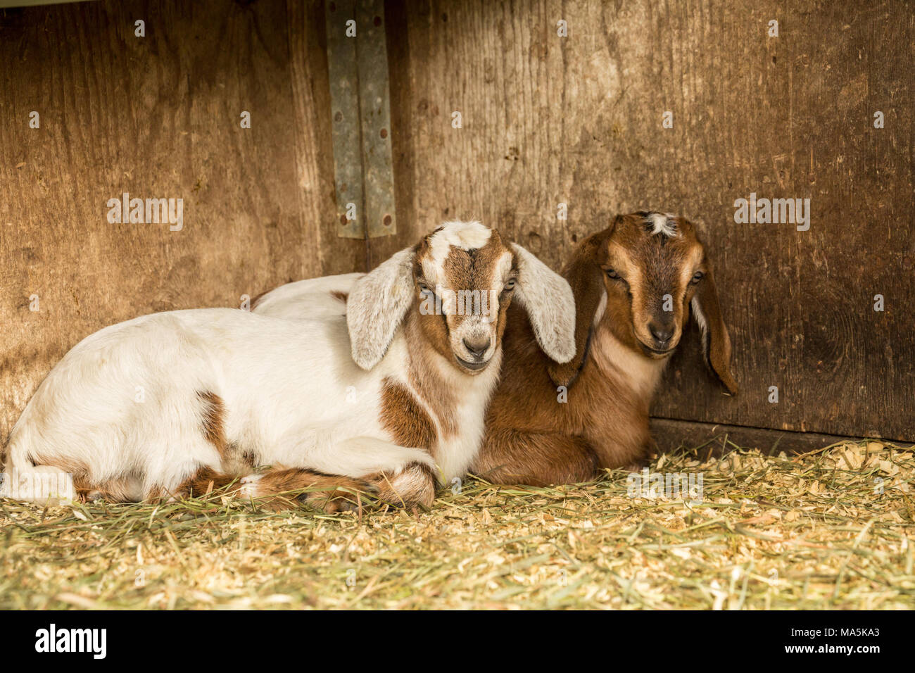 Snuggly 12 day old mixed breed Nubian and Boer goat kids Stock Photo ...