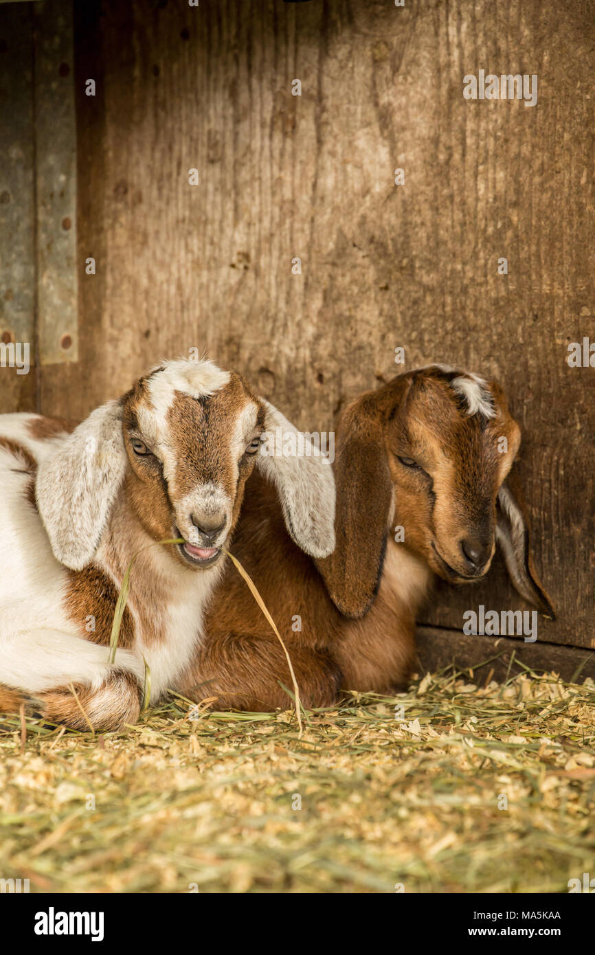 Snuggly 12 day old mixed breed Nubian and Boer goat kids Stock Photo ...