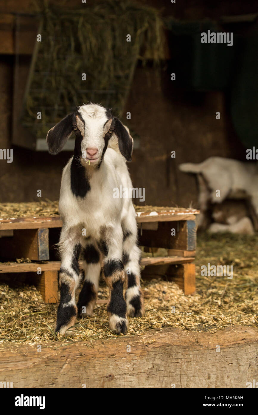 Twelve day old mixed breed Nubian and Boer goat kid eating hay for the ...
