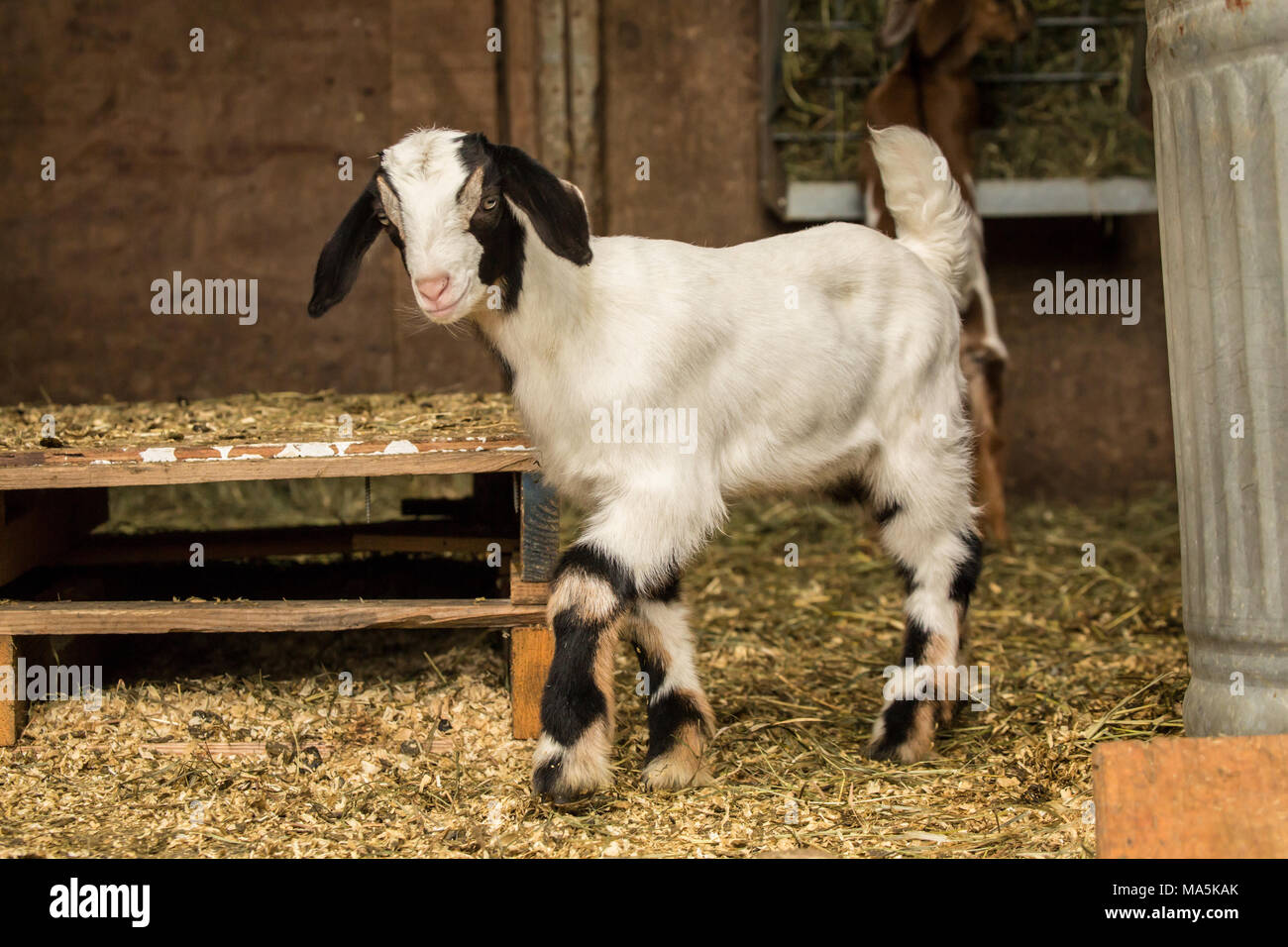 12 day old mixed breed Nubian and Boer goat kid walking in the barn ...