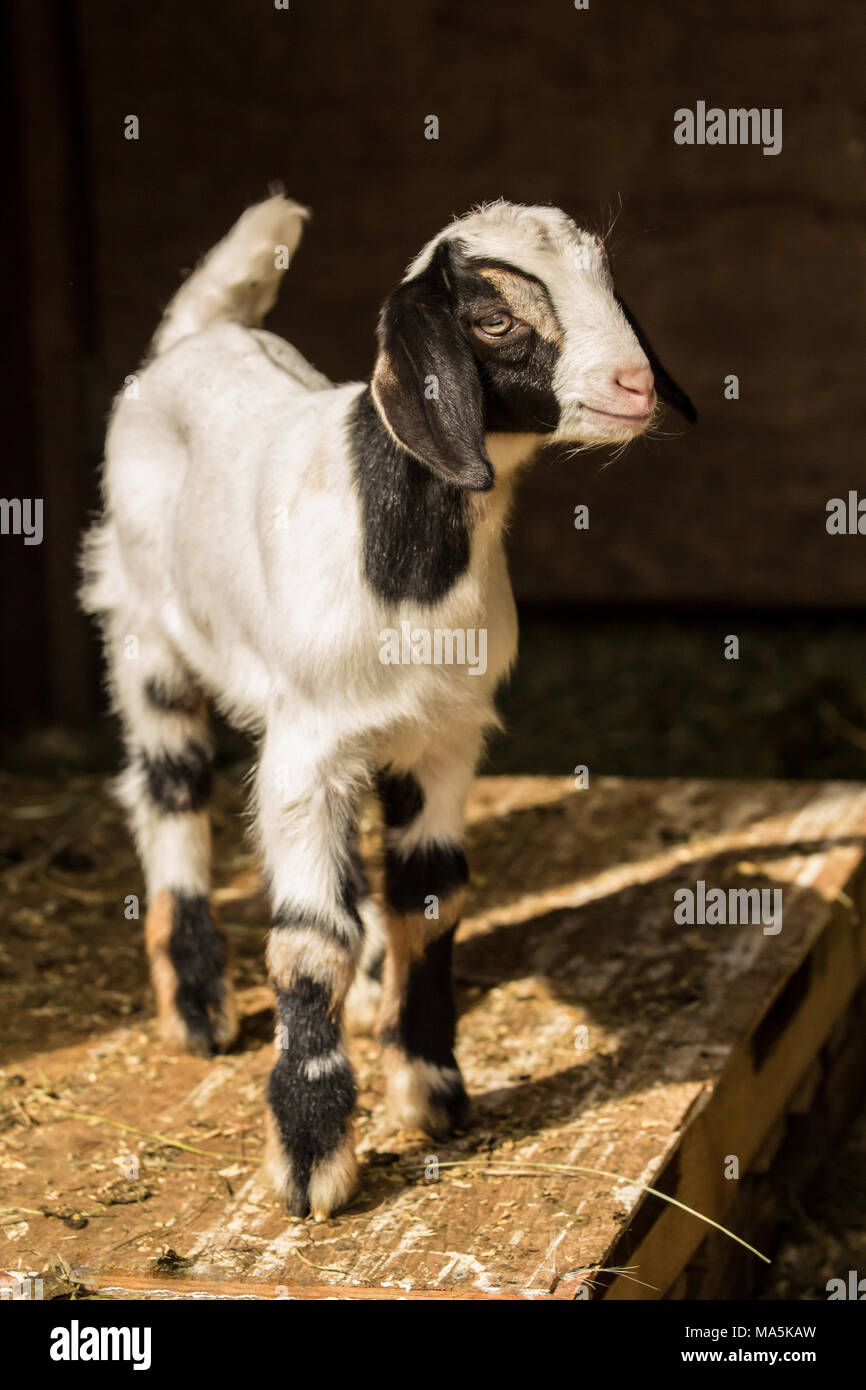 Nubian goat hi-res stock photography and images - Alamy