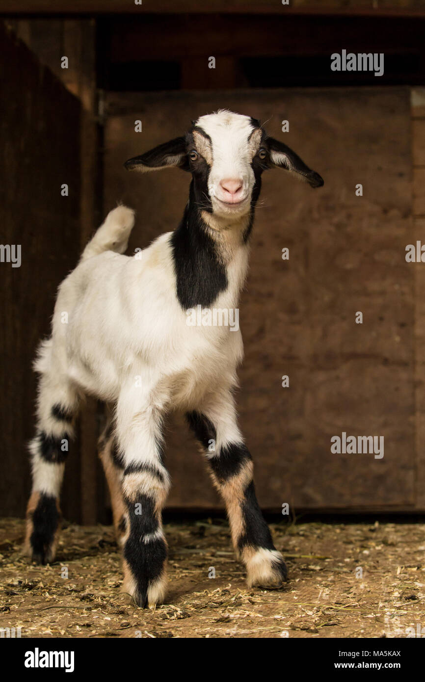 Spunky-looking 12 day old mixed breed Nubian and Boer goat kid posing ...
