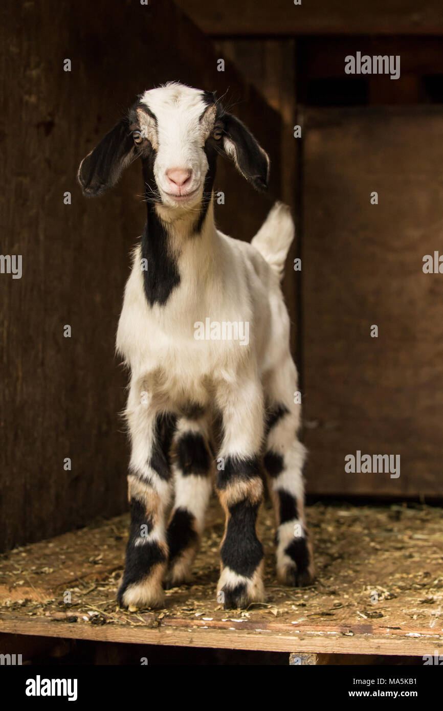 Baby Boer Goats Playing