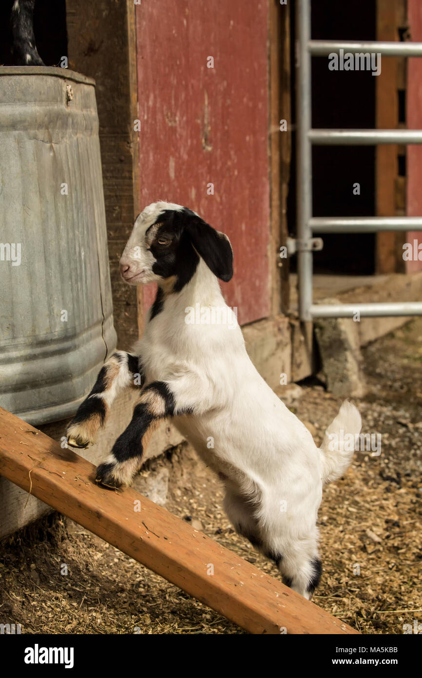 Boer Goat Jumping