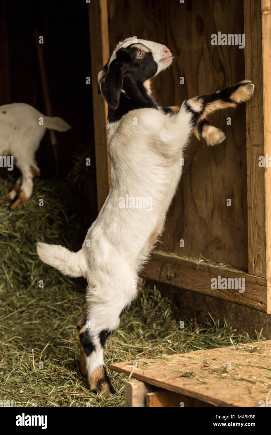 Boer Goat Jumping