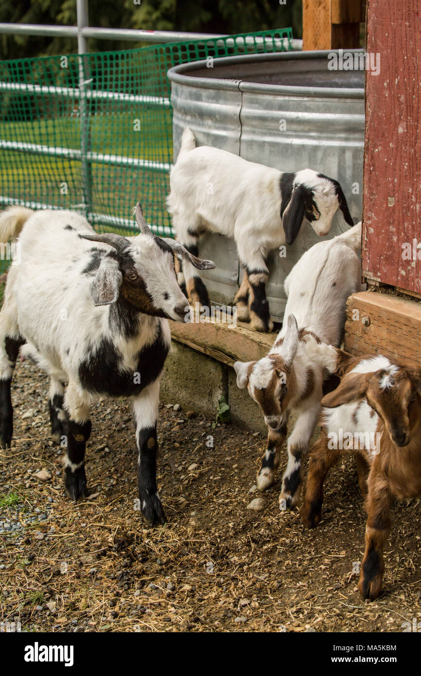 Issaquah, Washington, USA. Mother goat watching over her 12 day old ...