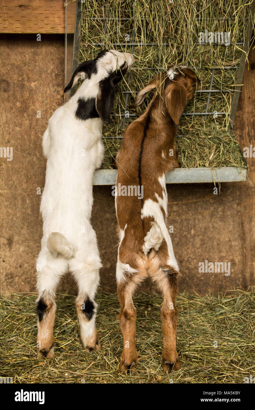 12 day old mixed breed Nubian and Boer goat kids eating hay for the ...