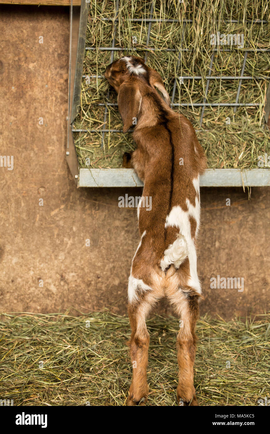 12 day old mixed breed Nubian and Boer goat kid eating hay for the ...