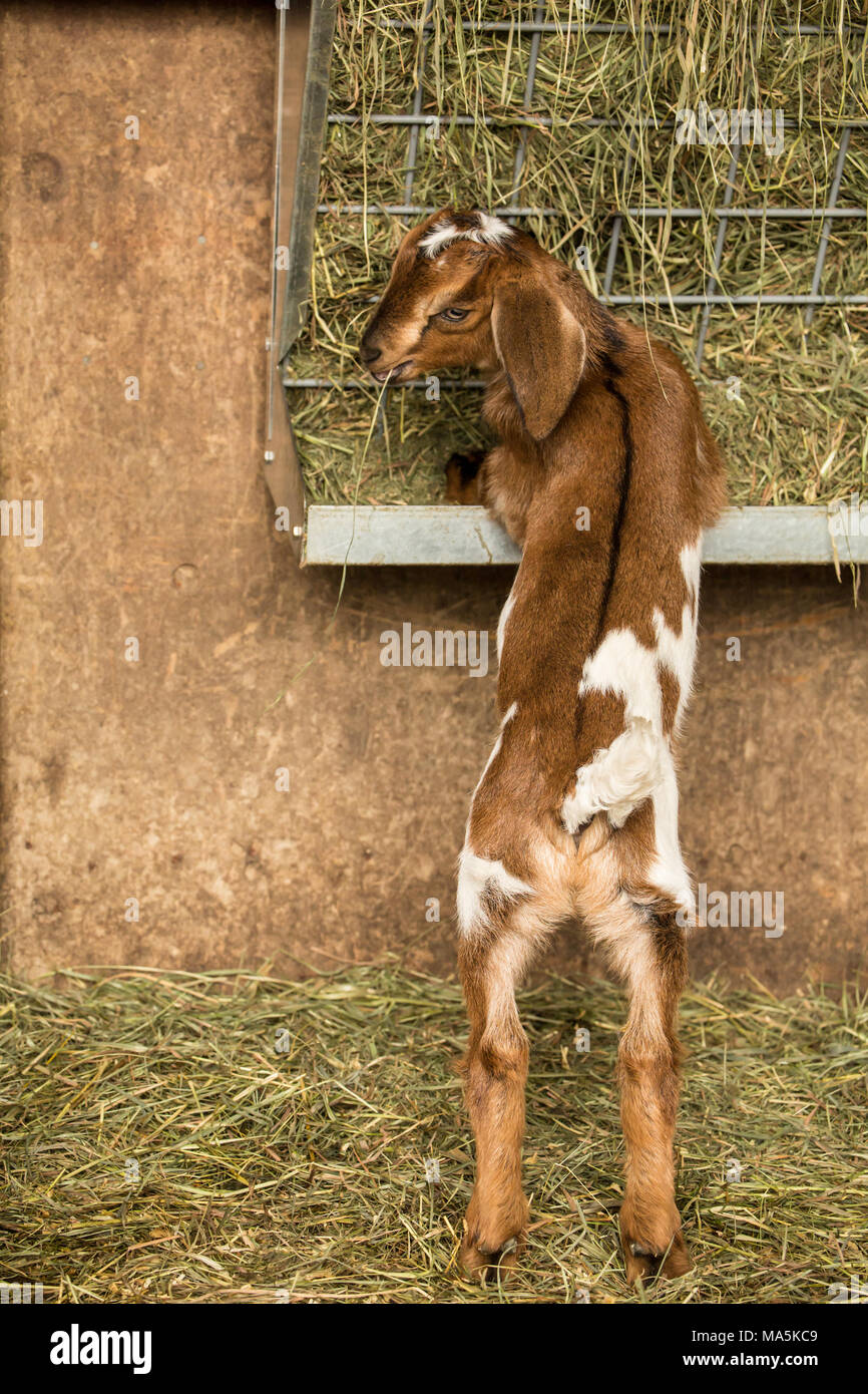 12 day old mixed breed Nubian and Boer goat kid eating hay for the ...