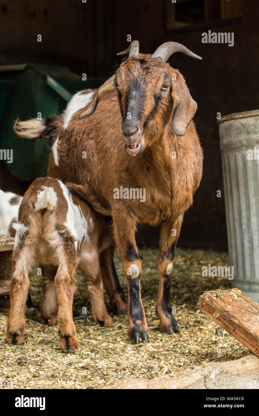 12 day old mixed breed Nubian and Boer goat kid nursing Stock Photo - Alamy