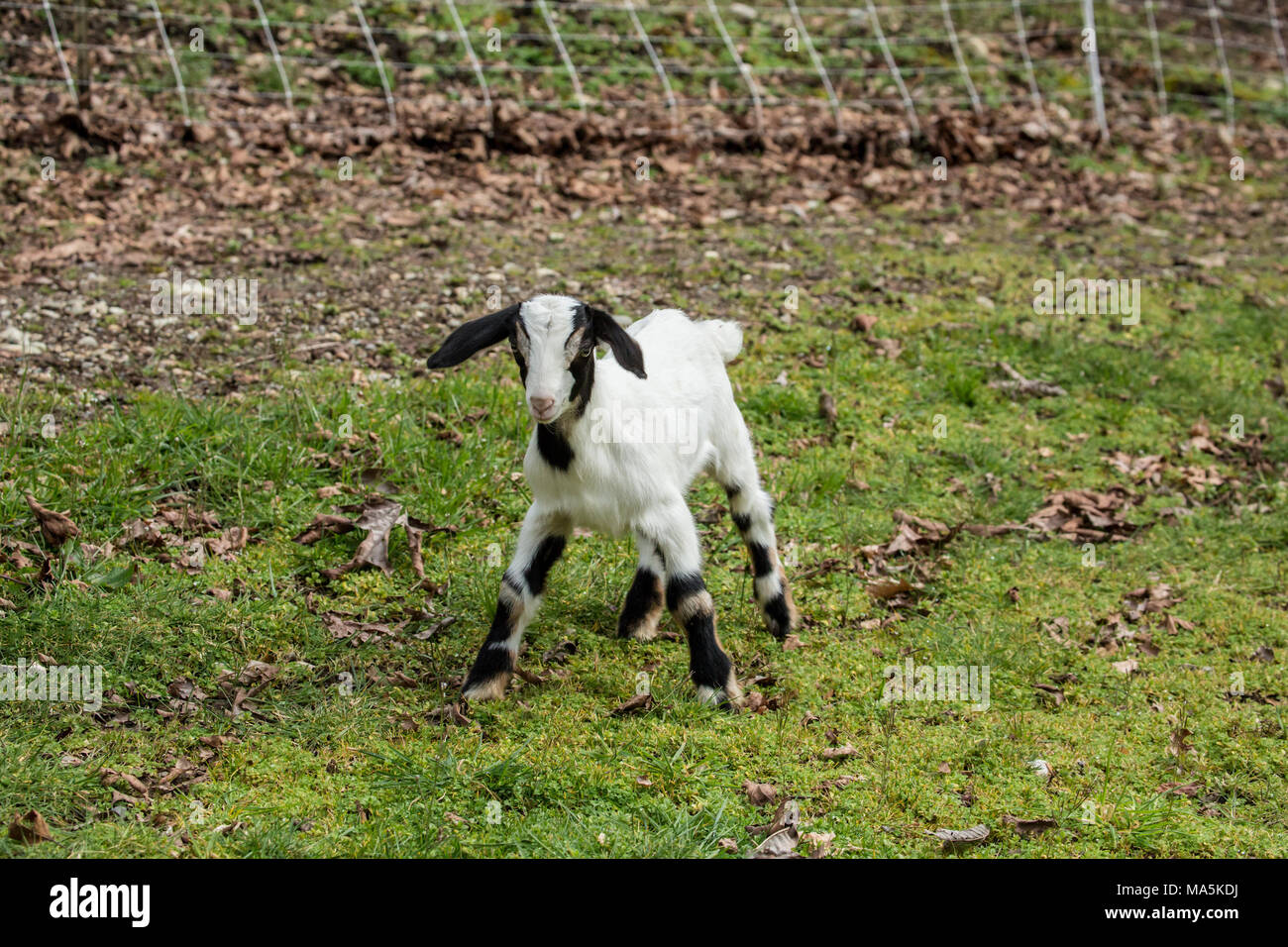 12 day old mixed breed Nubian and Boer goat kid exploring the barnyard ...
