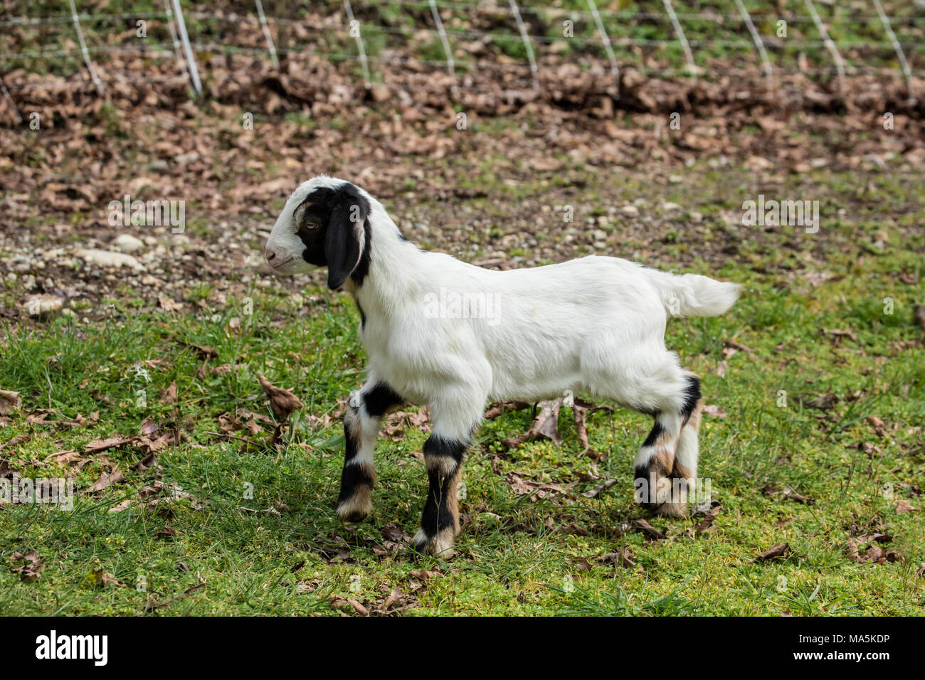 12 day old mixed breed Nubian and Boer goat kid exploring the barnyard ...