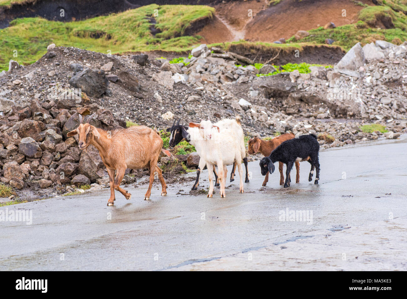Herd of goats crossing the road at Batanes, Philippines Stock Photo - Alamy
