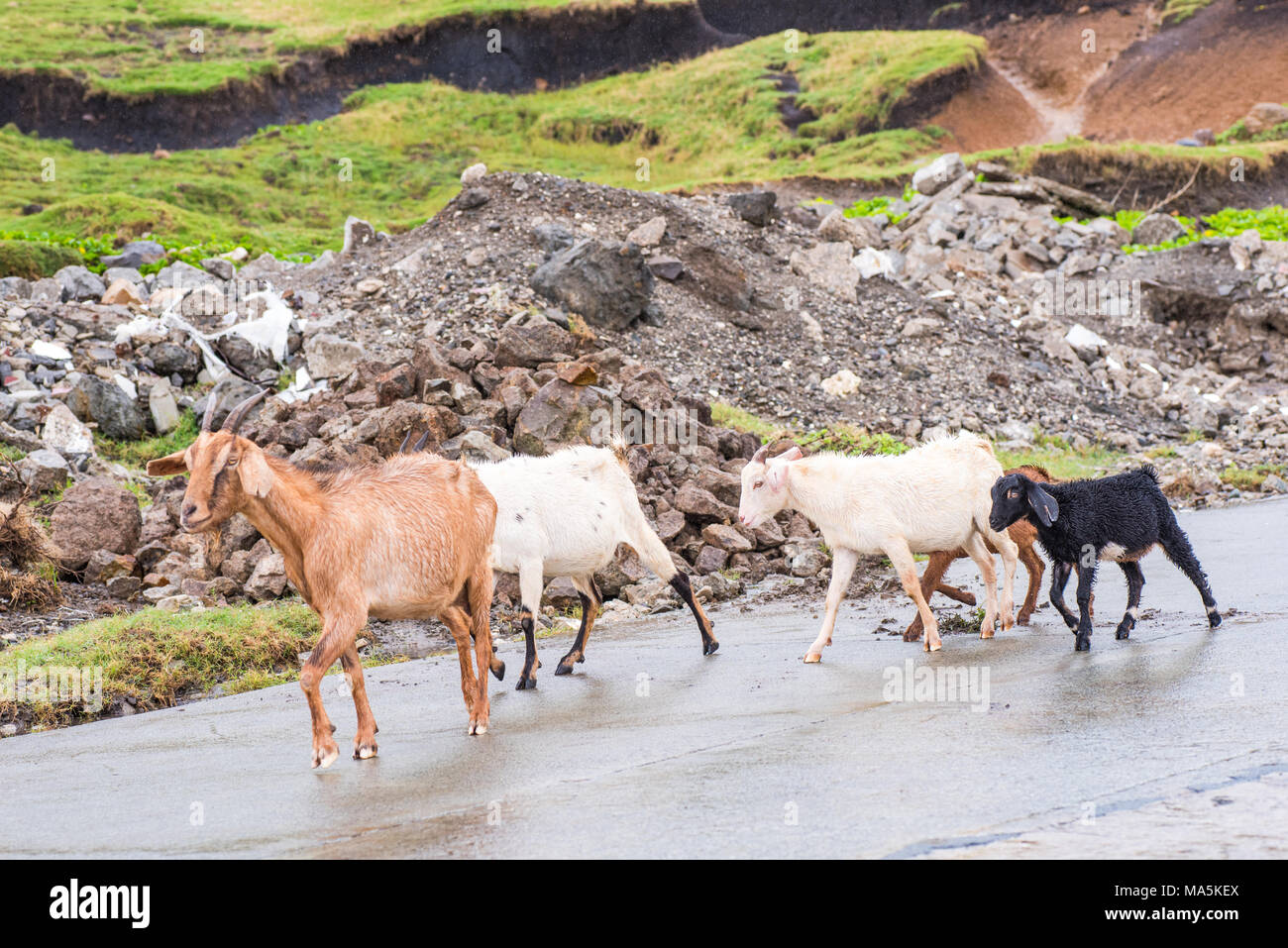 Herd of goats crossing the road at Batanes, Philippines Stock Photo - Alamy