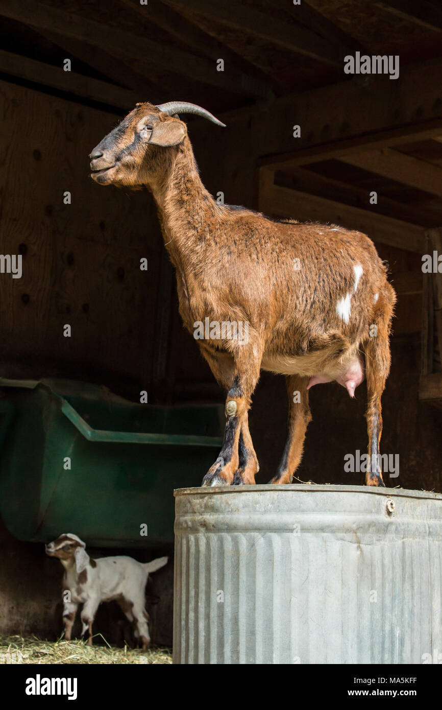 Adult doe mixed breed Nubian and Boer goat standing on an upside down ...