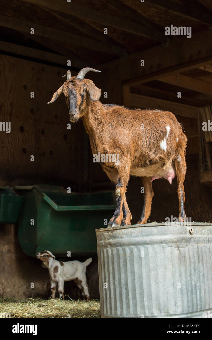 Udder Goats High Resolution Stock Photography and Images - Alamy