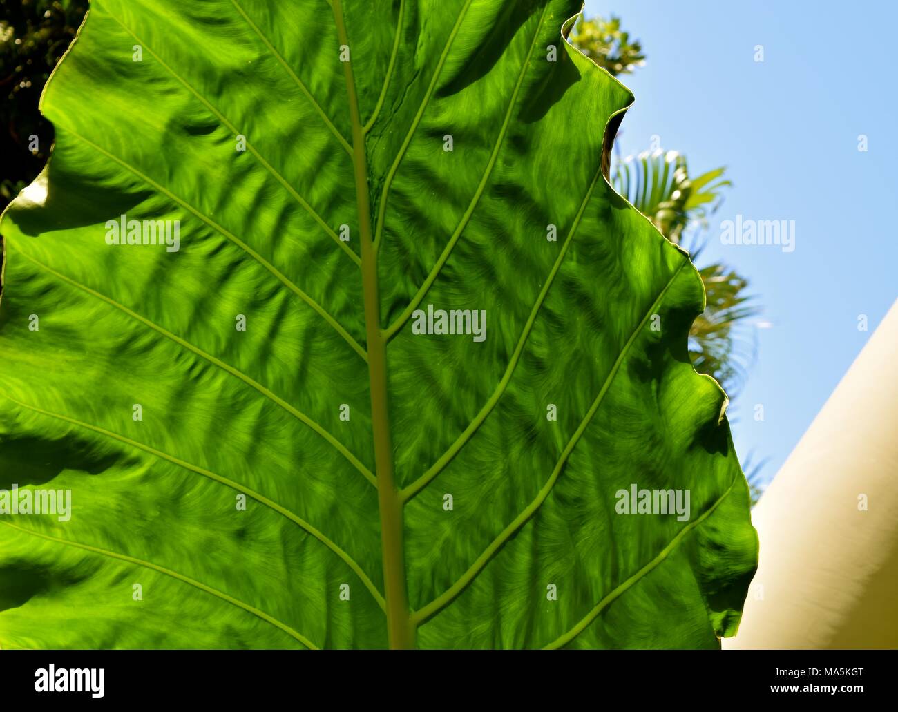 Colocasia, a herbaceous perennial tropical plant with large leaves ...