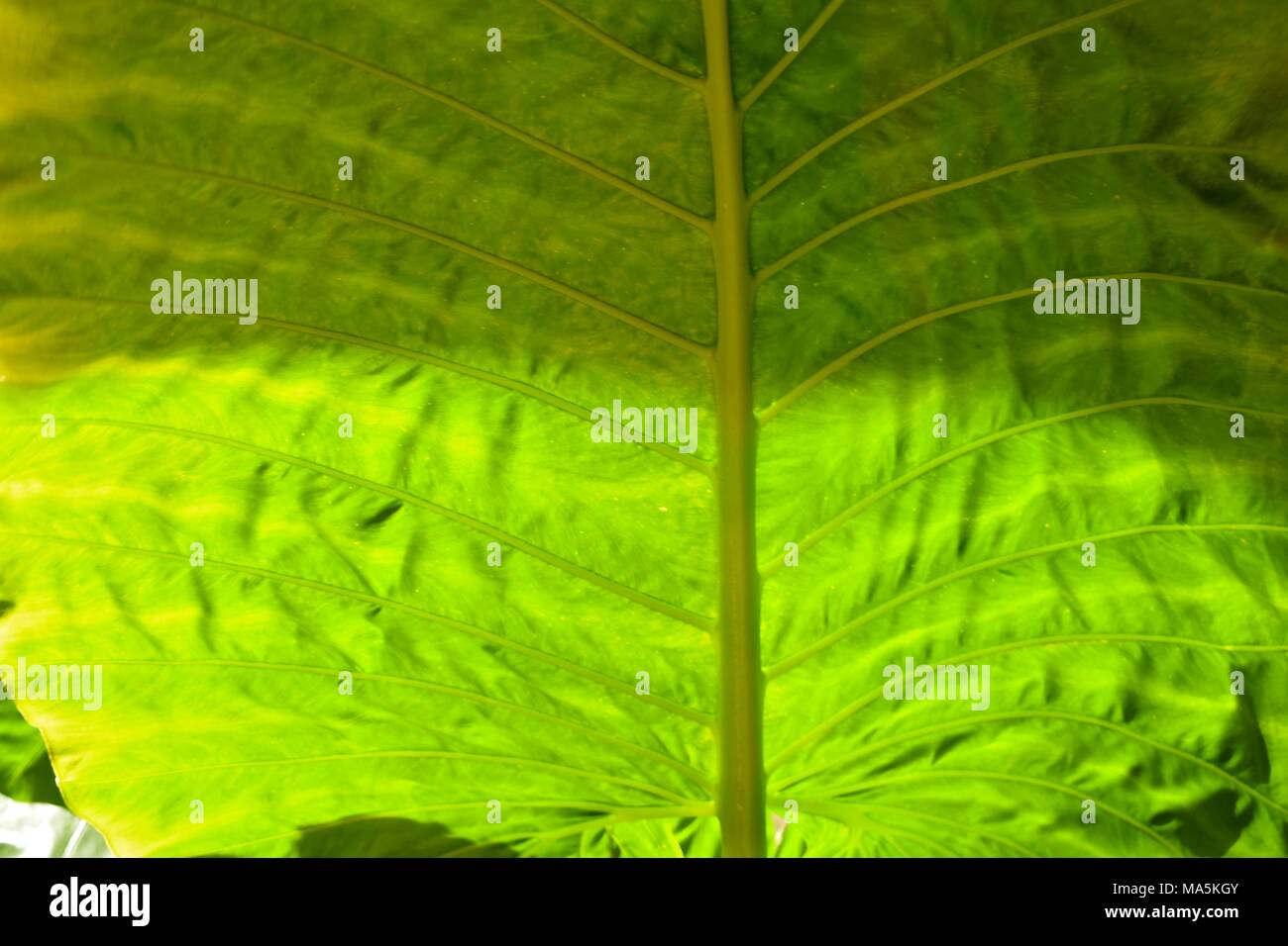 Colocasia, a herbaceous perennial tropical plant with large leaves ...