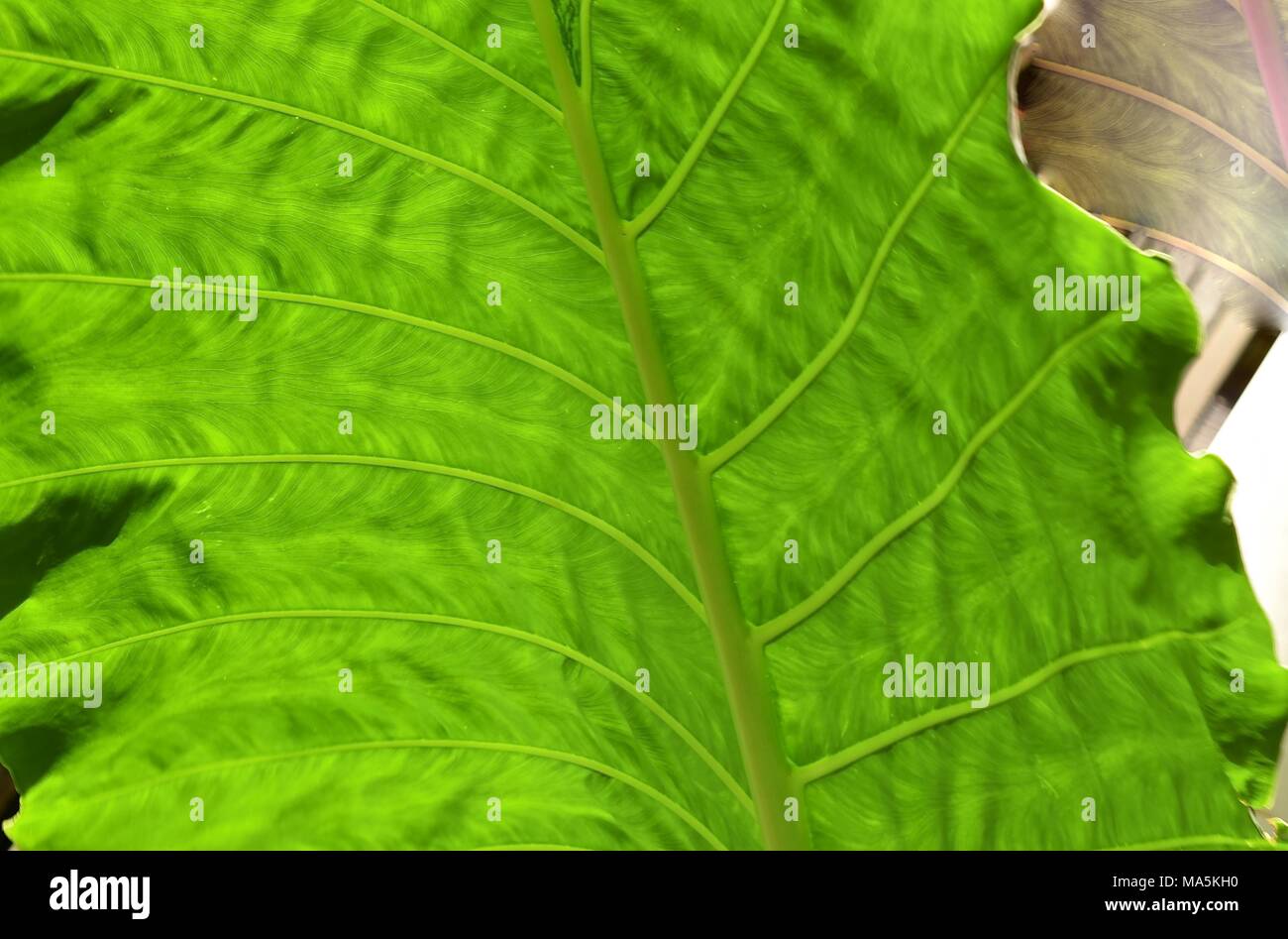 Colocasia, a herbaceous perennial tropical plant with large leaves ...