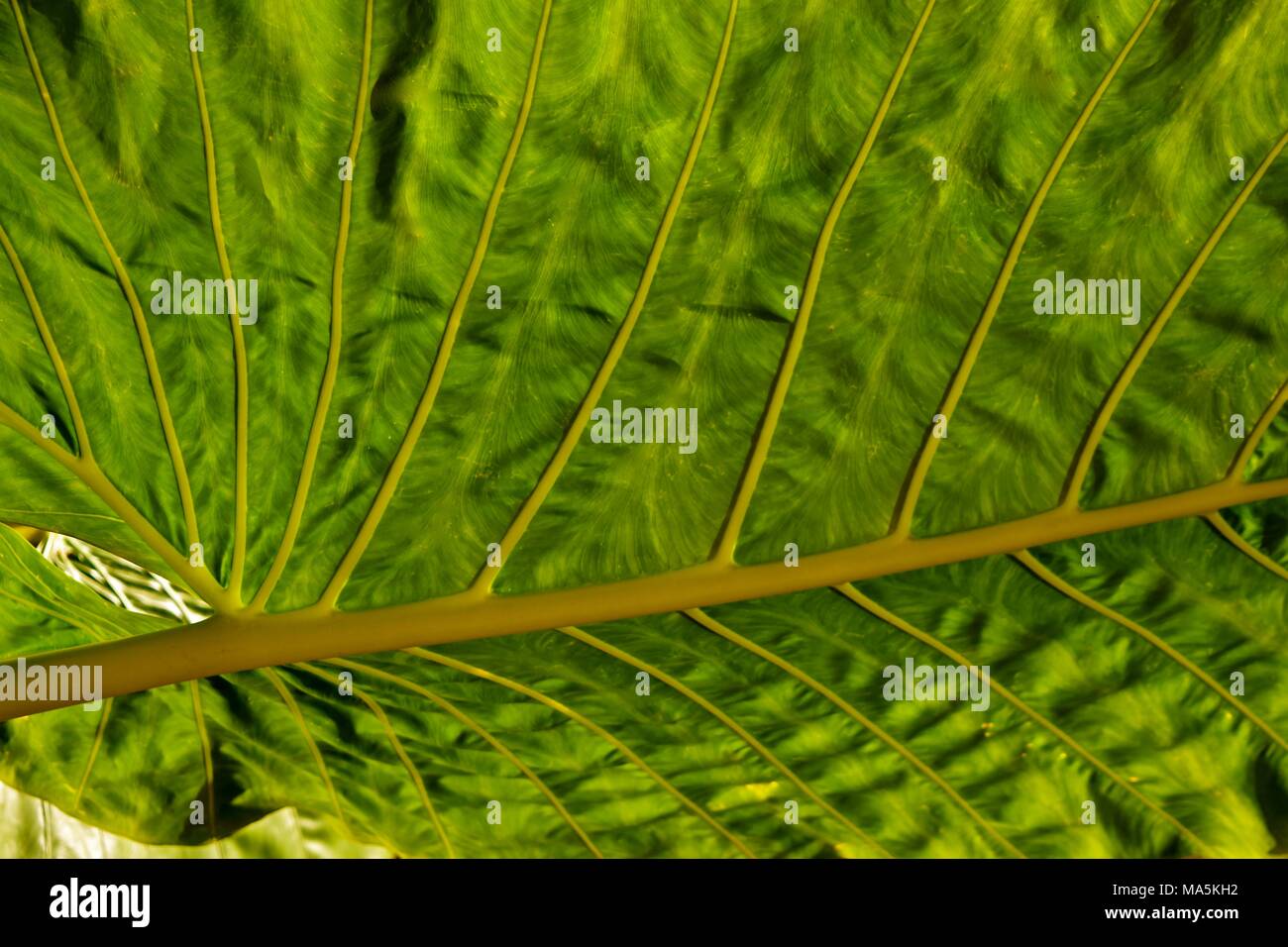 Colocasia, a herbaceous perennial tropical plant with large leaves ...