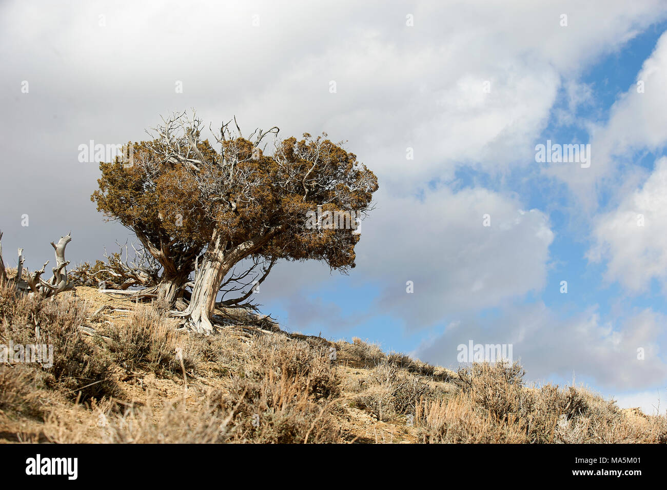 Old Bristlecone pine in sand Wash Basin, Colorado, USA Stock Photo - Alamy