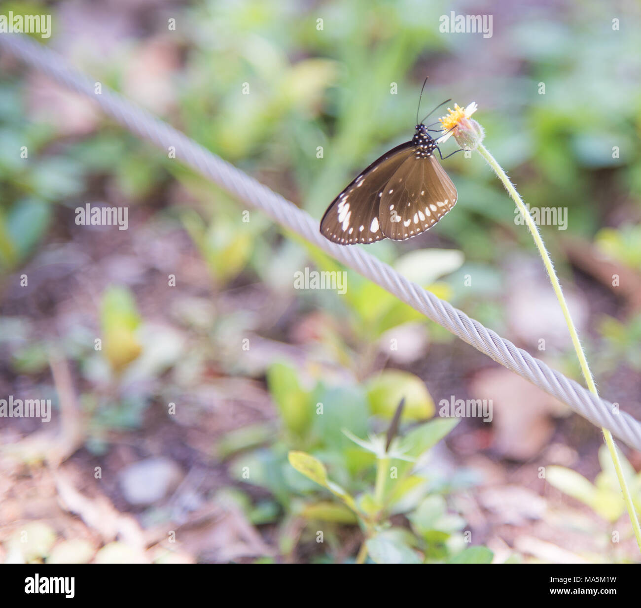 Common crow butterfly on flowering plant in Darwin, Australia Stock ...