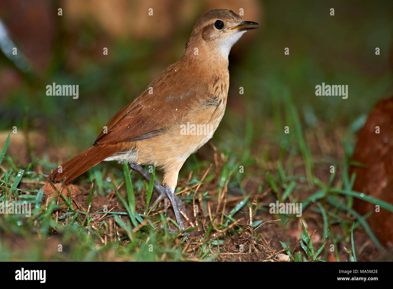 Rufous Hornero (Furnarius rufus), Araras Ecolodge, The Pantanal, Mato ...